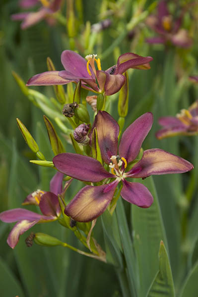 Candy Lily | Cornell Botanic Gardens