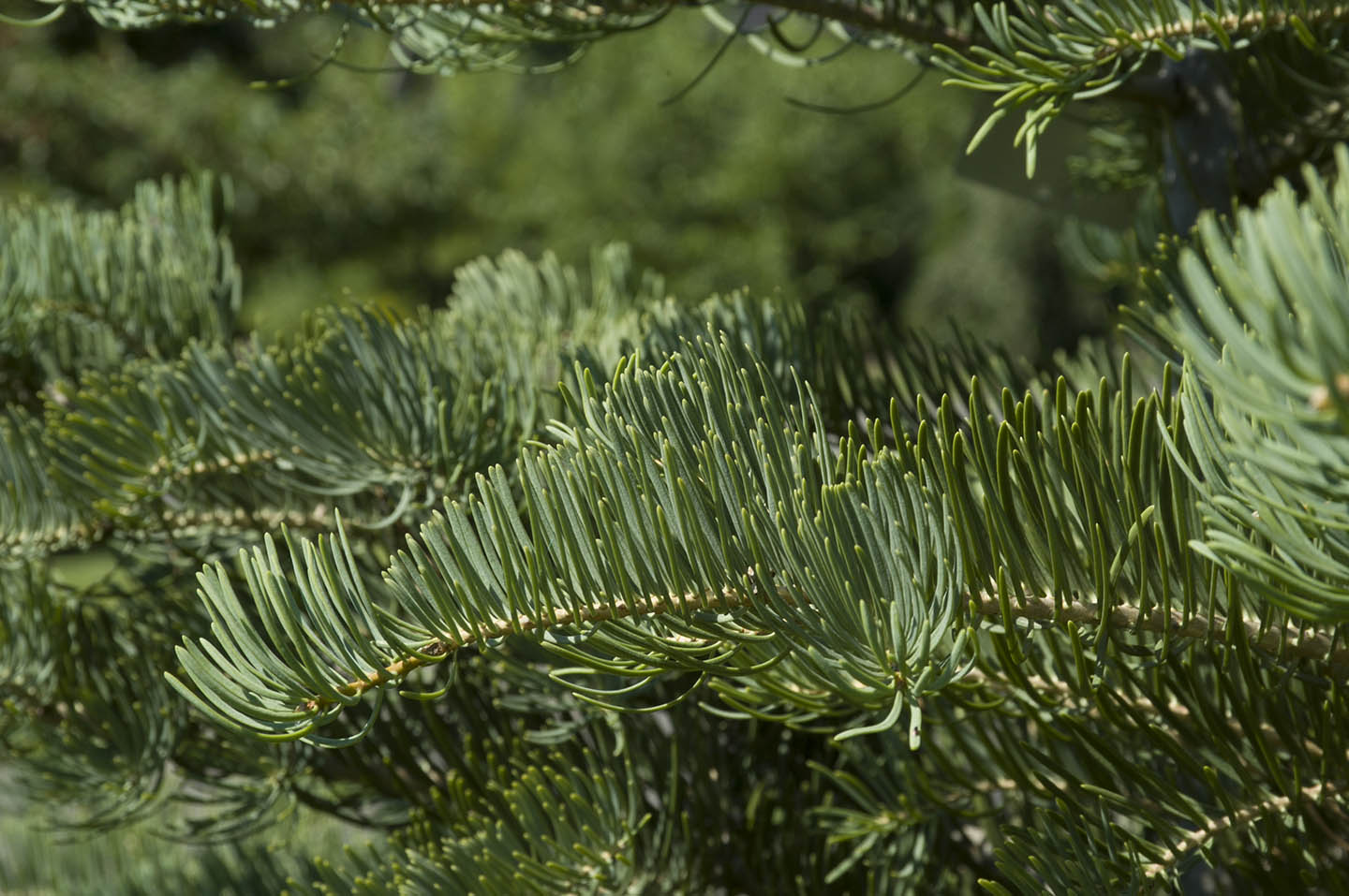 White Fir | Cornell Botanic Gardens