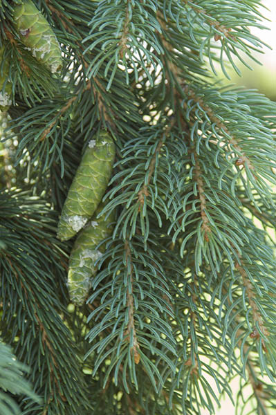 White Spruce | Cornell Botanic Gardens