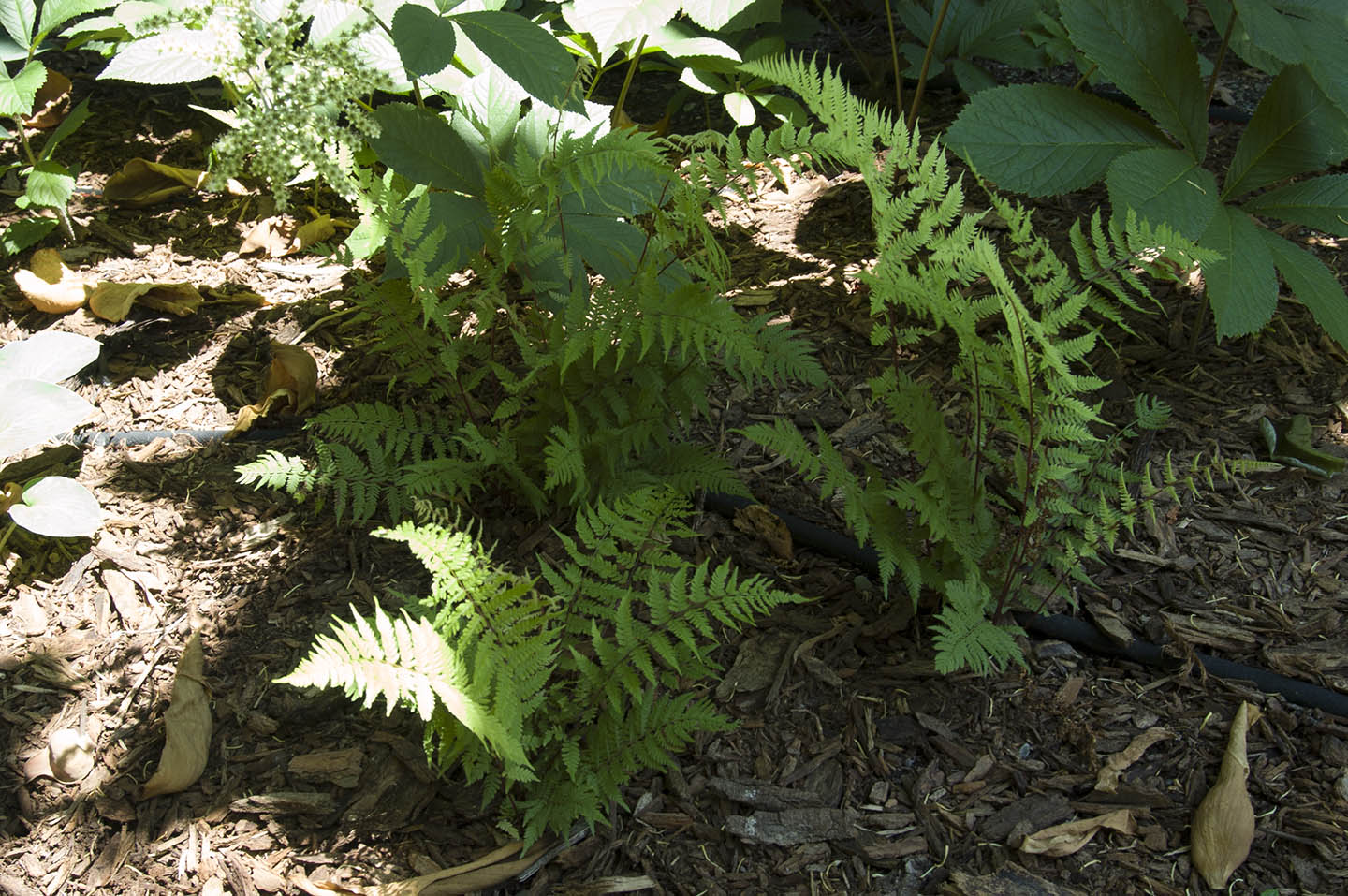 Northern Lady Fern | Cornell Botanic Gardens