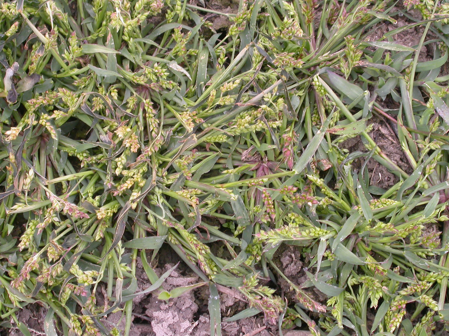 Common Barnyard Grass | Cornell Botanic Gardens