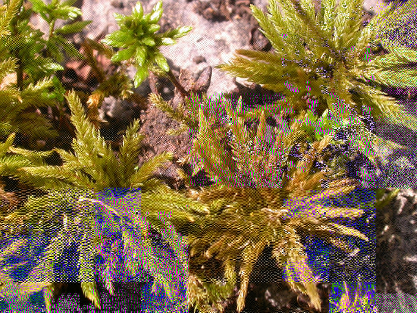 Tree Moss | Cornell Botanic Gardens