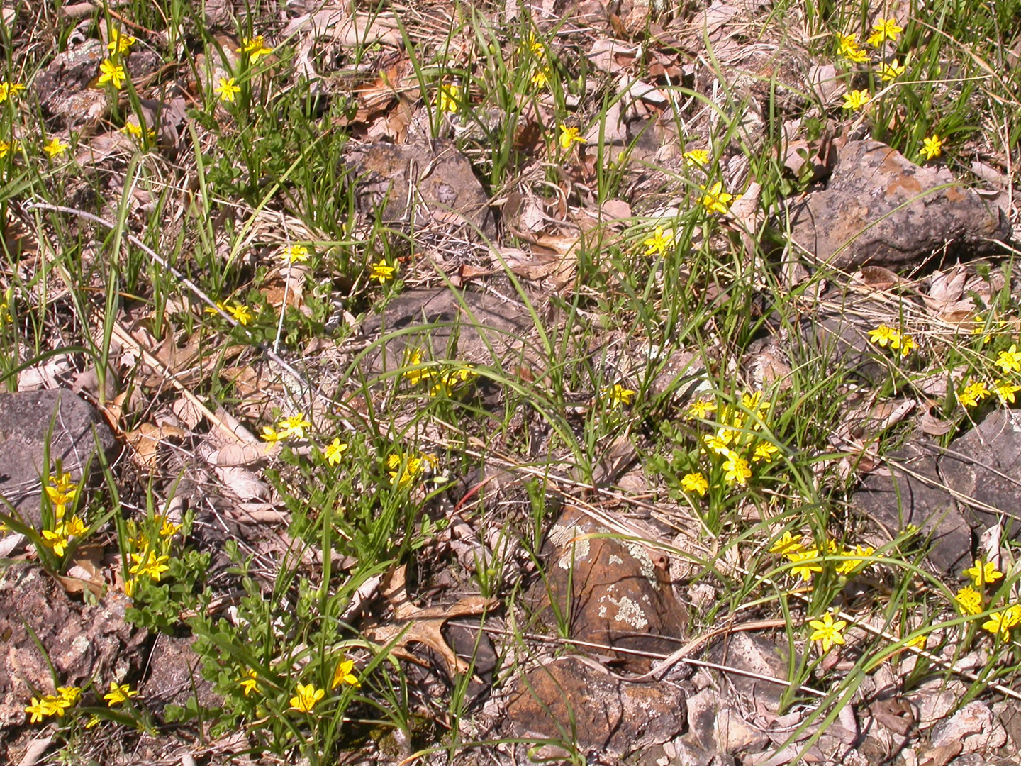 Yellow Star-Grass | Cornell Botanic Gardens