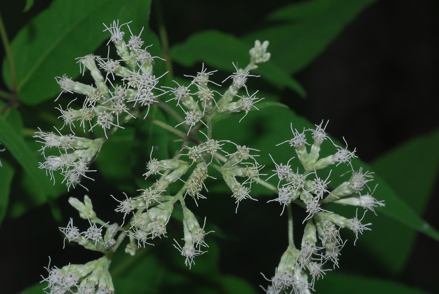 Upland Boneset | Cornell Botanic Gardens
