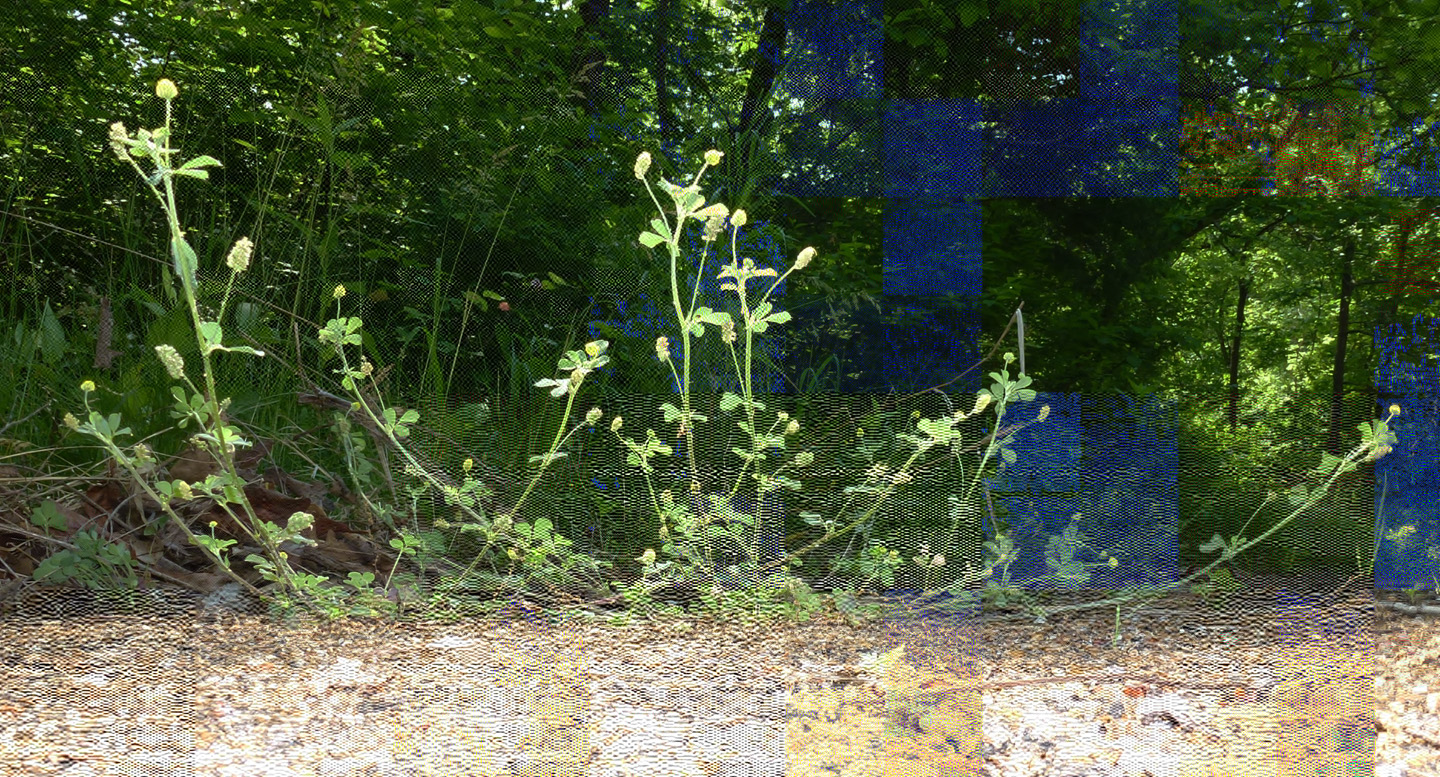 Black Medick | Cornell Botanic Gardens