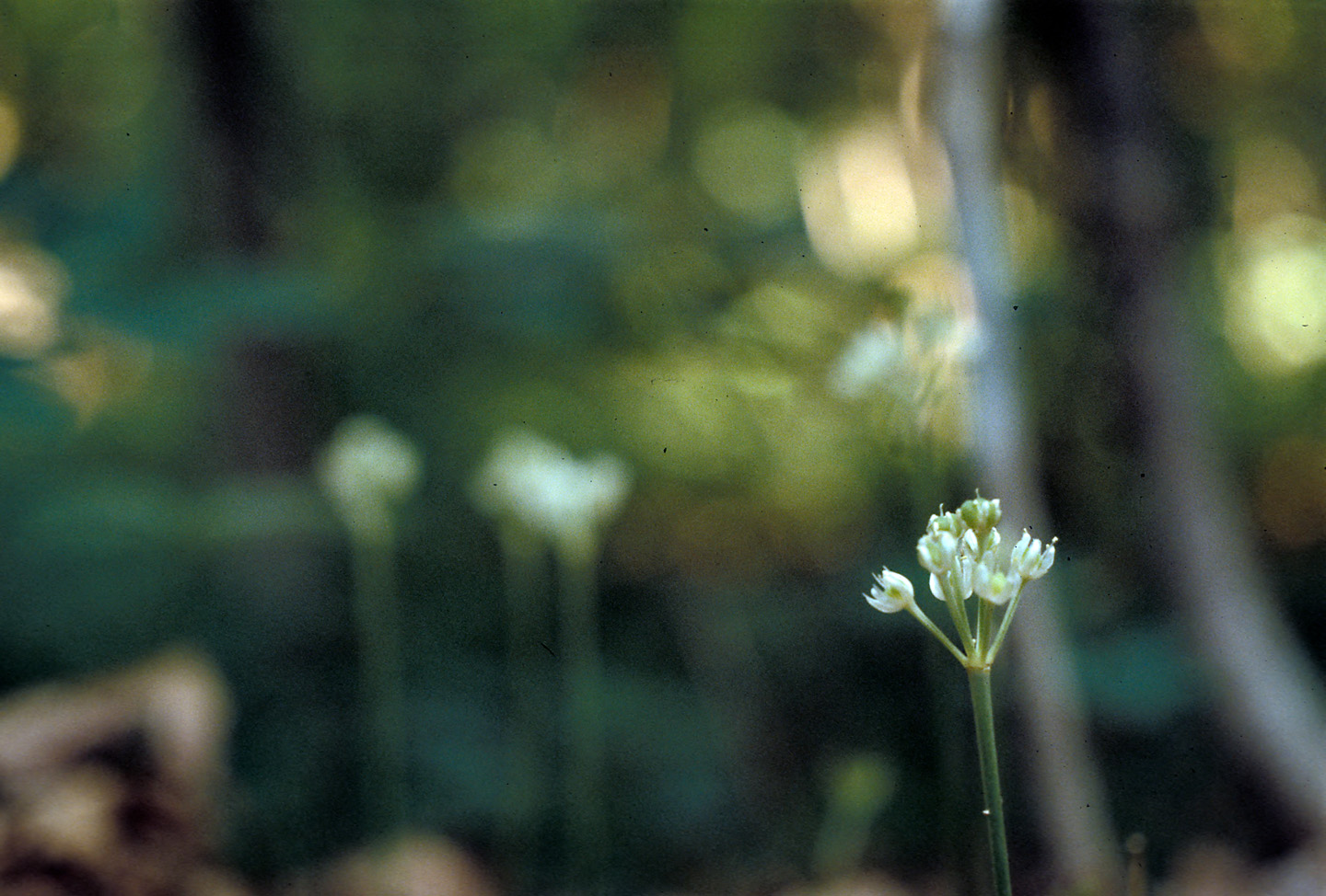 Wild Leeks | Cornell Botanic Gardens