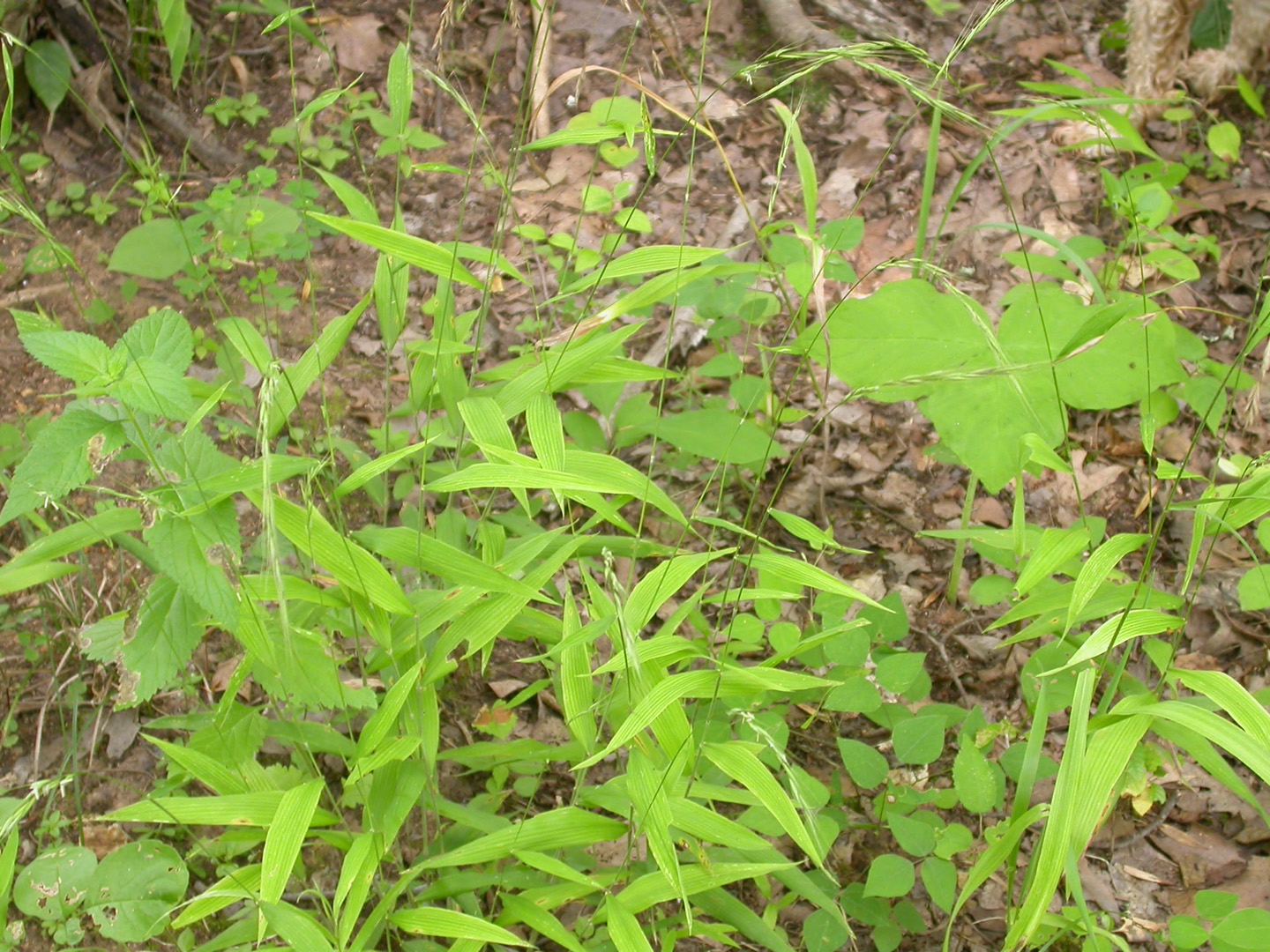 Southern Husk Grass | Cornell Botanic Gardens