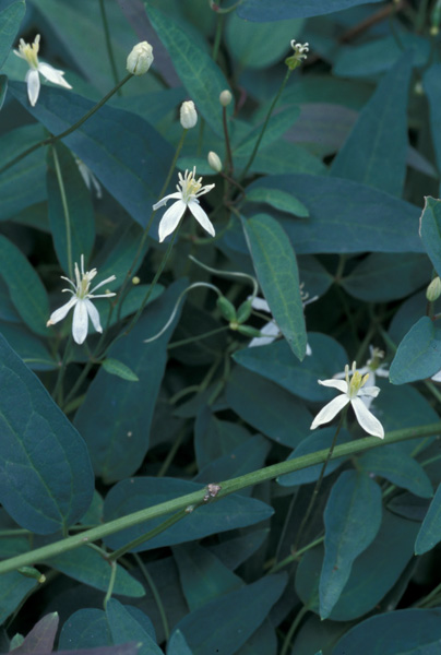 Ground Clematis | Cornell Botanic Gardens