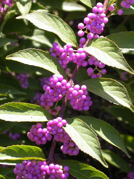 Purple Beautyberry | Cornell Botanic Gardens