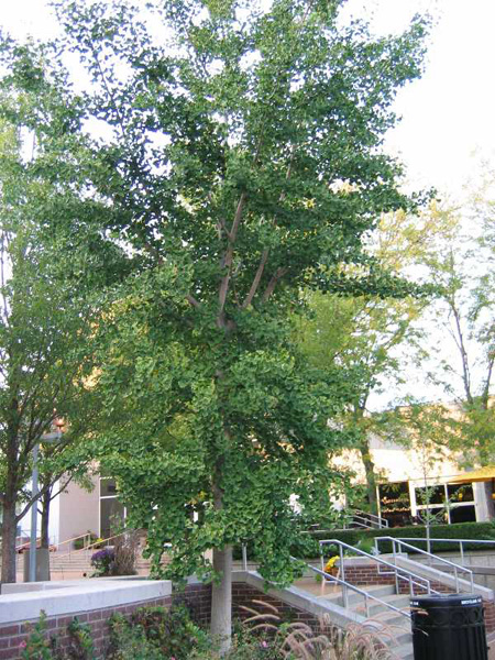 Columnar Maidenhair Tree | Cornell Botanic Gardens