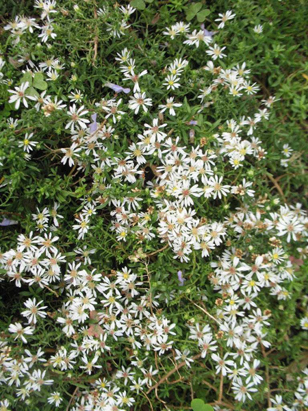Dwarf Heath Aster | Cornell Botanic Gardens