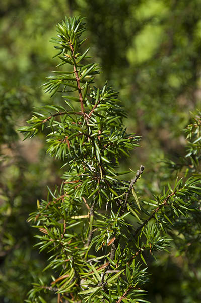 Common Juniper | Cornell Botanic Gardens
