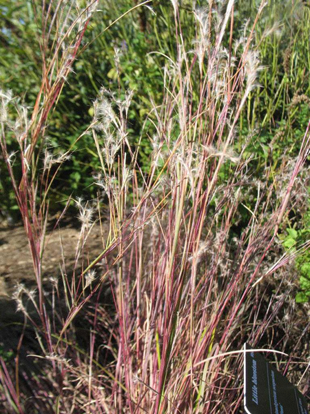Little Bluestem | Cornell Botanic Gardens