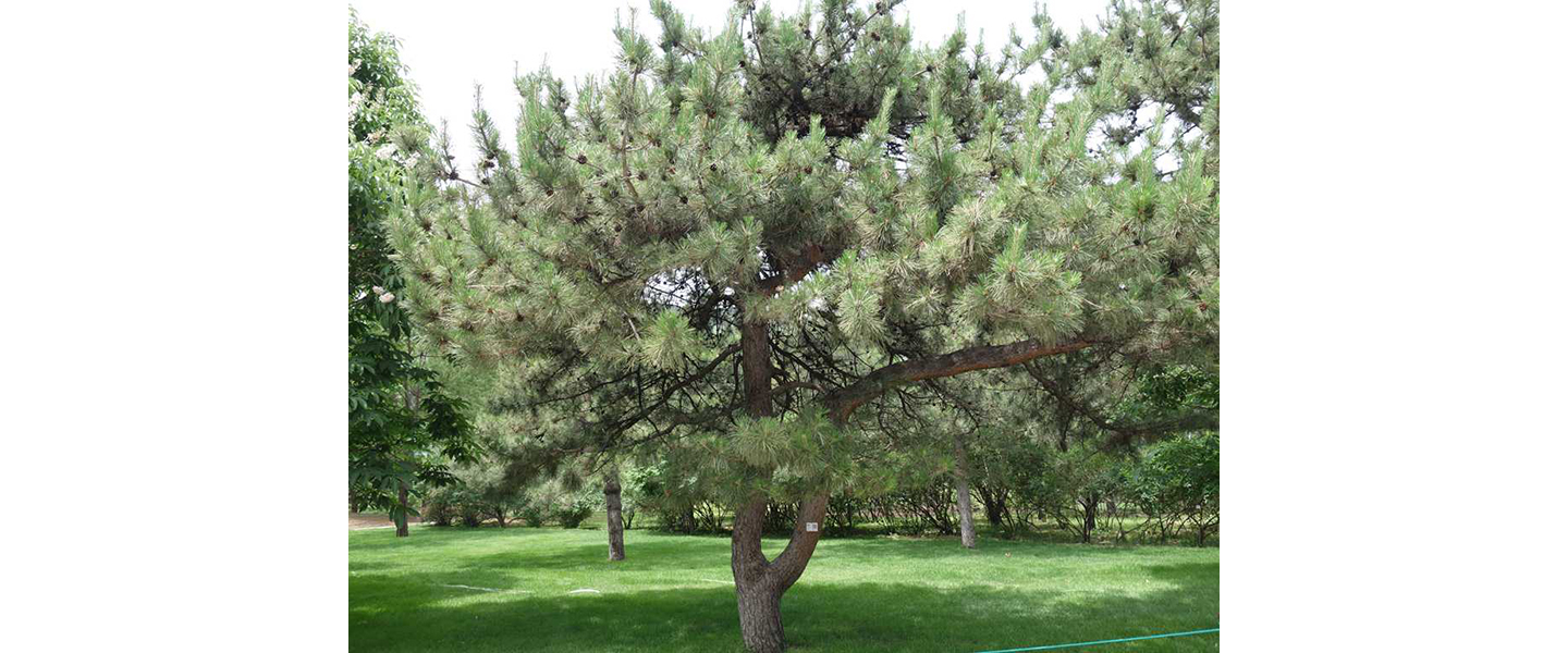 Chinese Pine | Cornell Botanic Gardens