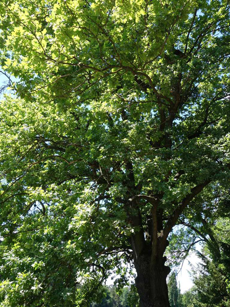 Turkey Oak | Cornell Botanic Gardens