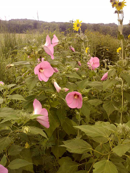 Common Rose Mallow | Cornell Botanic Gardens