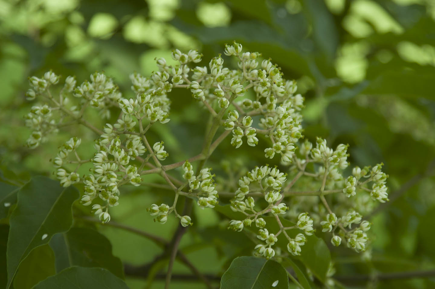 Korean Evodia | Cornell Botanic Gardens