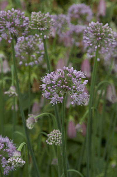 Ornamental Onion | Cornell Botanic Gardens