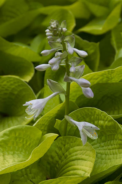 Plantain Lily | Cornell Botanic Gardens