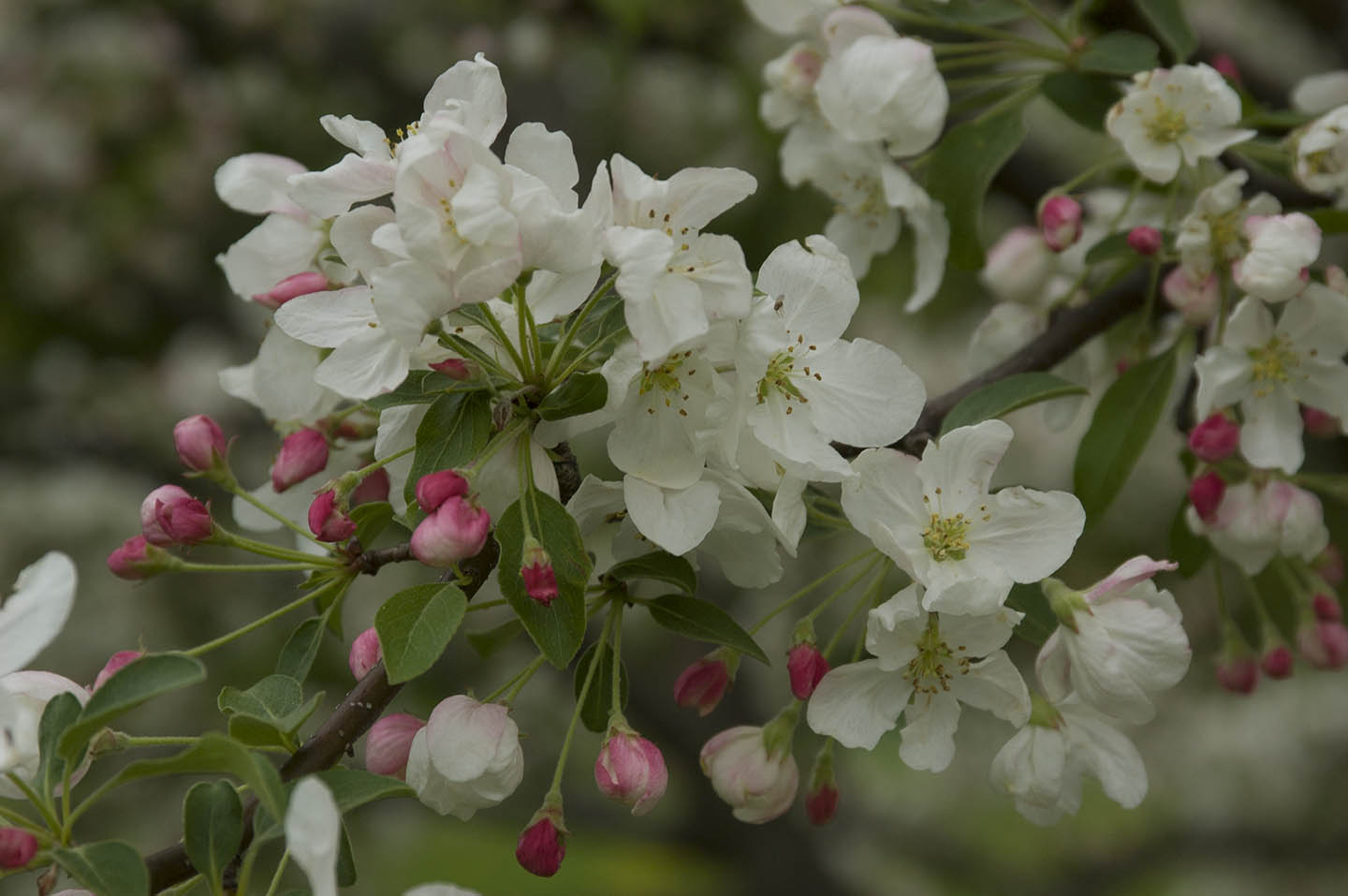 Flowering Crabapple | Cornell Botanic Gardens