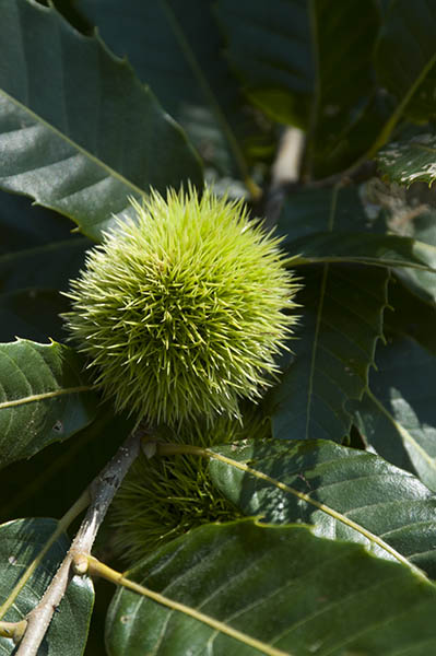 Hybrid Chestnut | Cornell Botanic Gardens