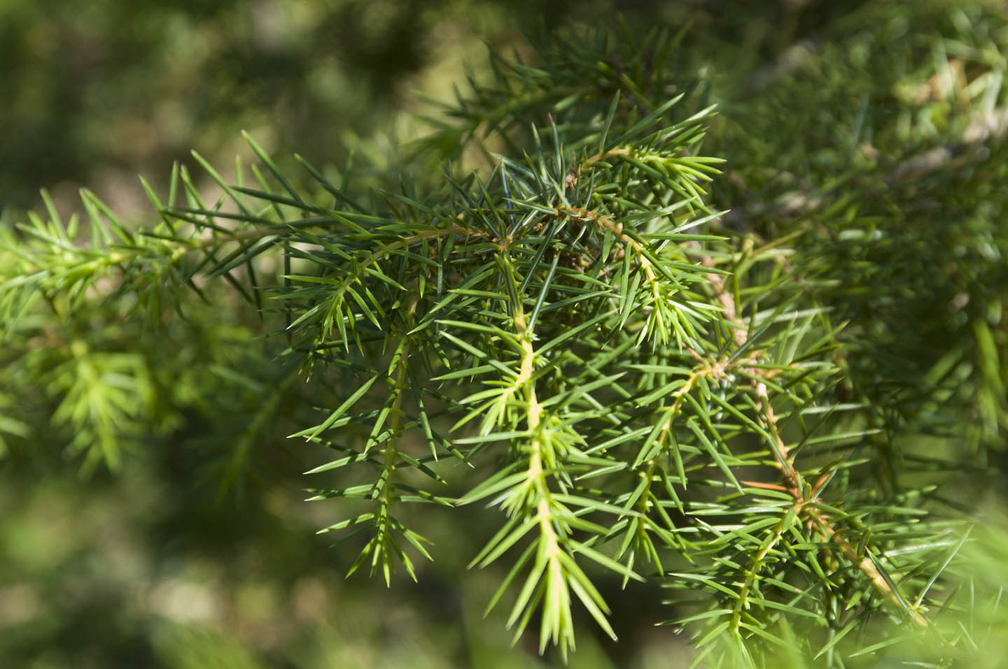 Needle Juniper | Cornell Botanic Gardens