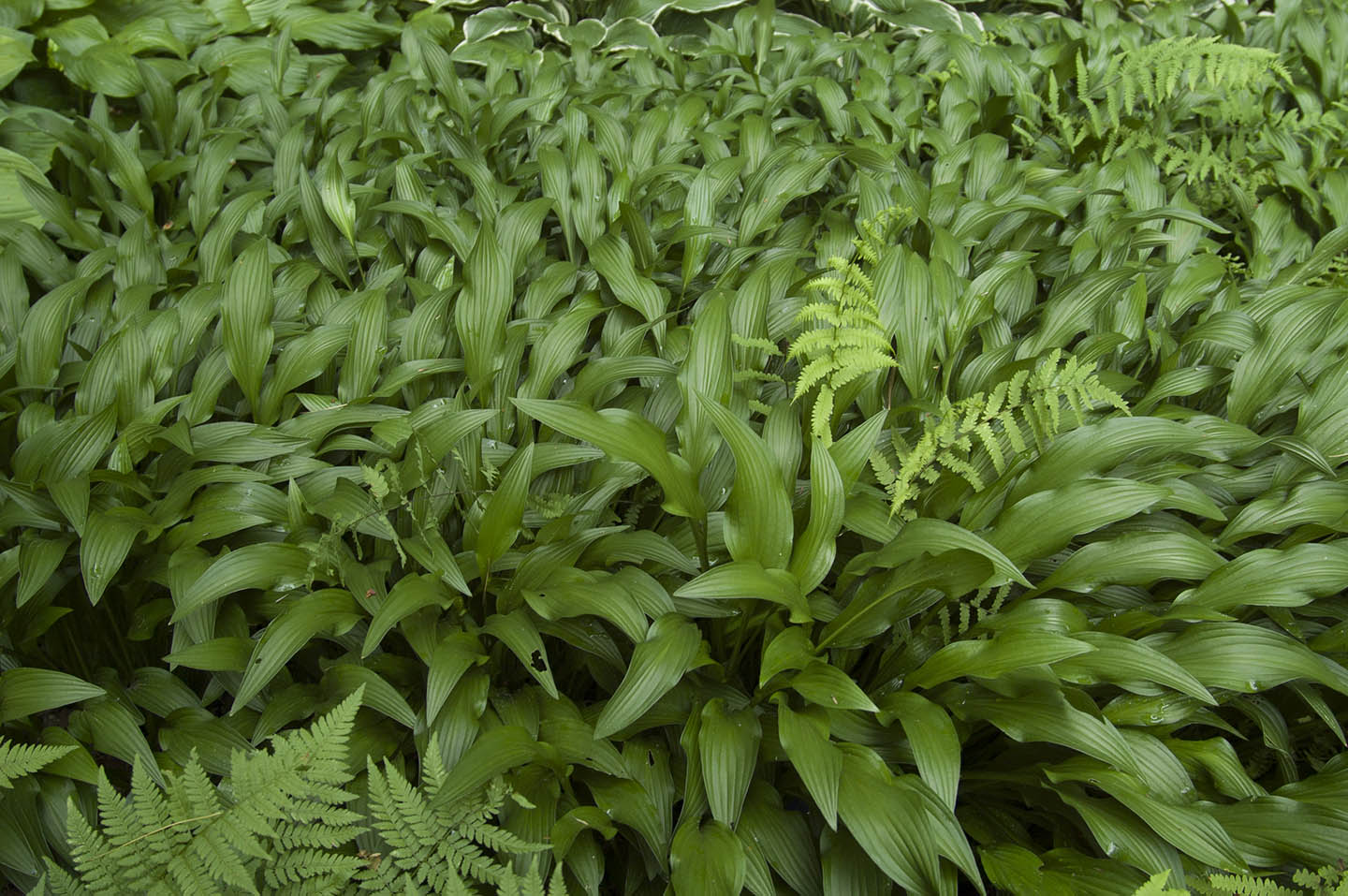 Plantain Lily | Cornell Botanic Gardens