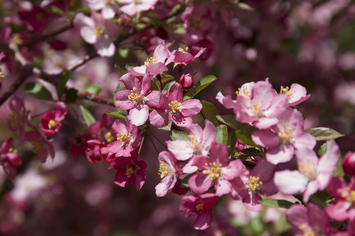 Flowering Crabapple | Cornell Botanic Gardens