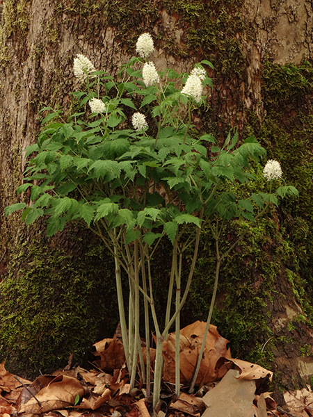 White Baneberry | Cornell Botanic Gardens