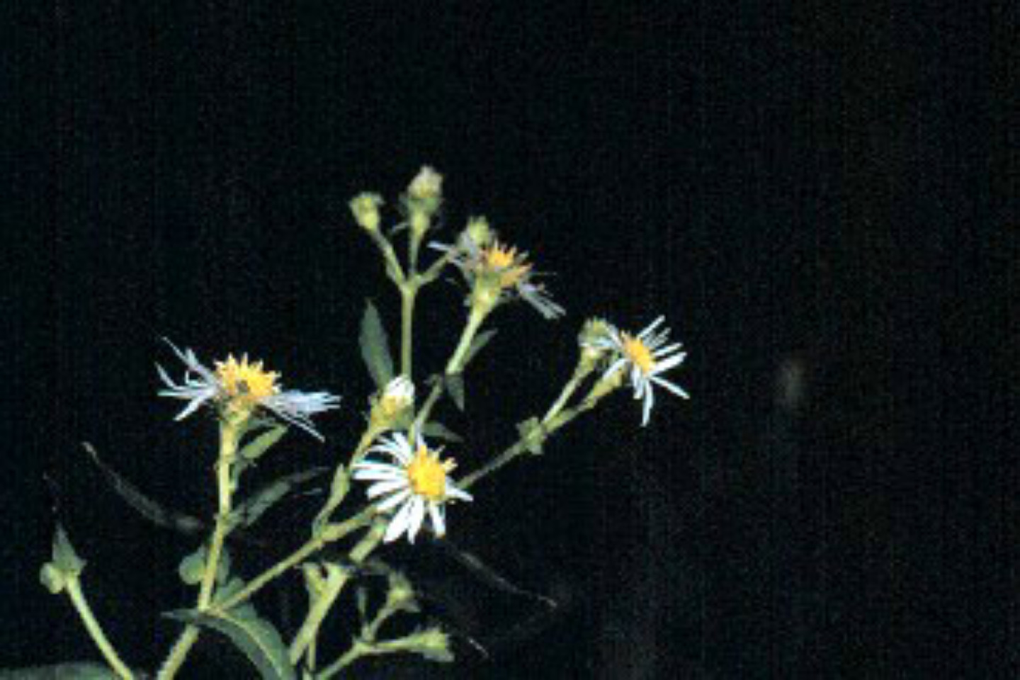Spreading Aster | Cornell Botanic Gardens
