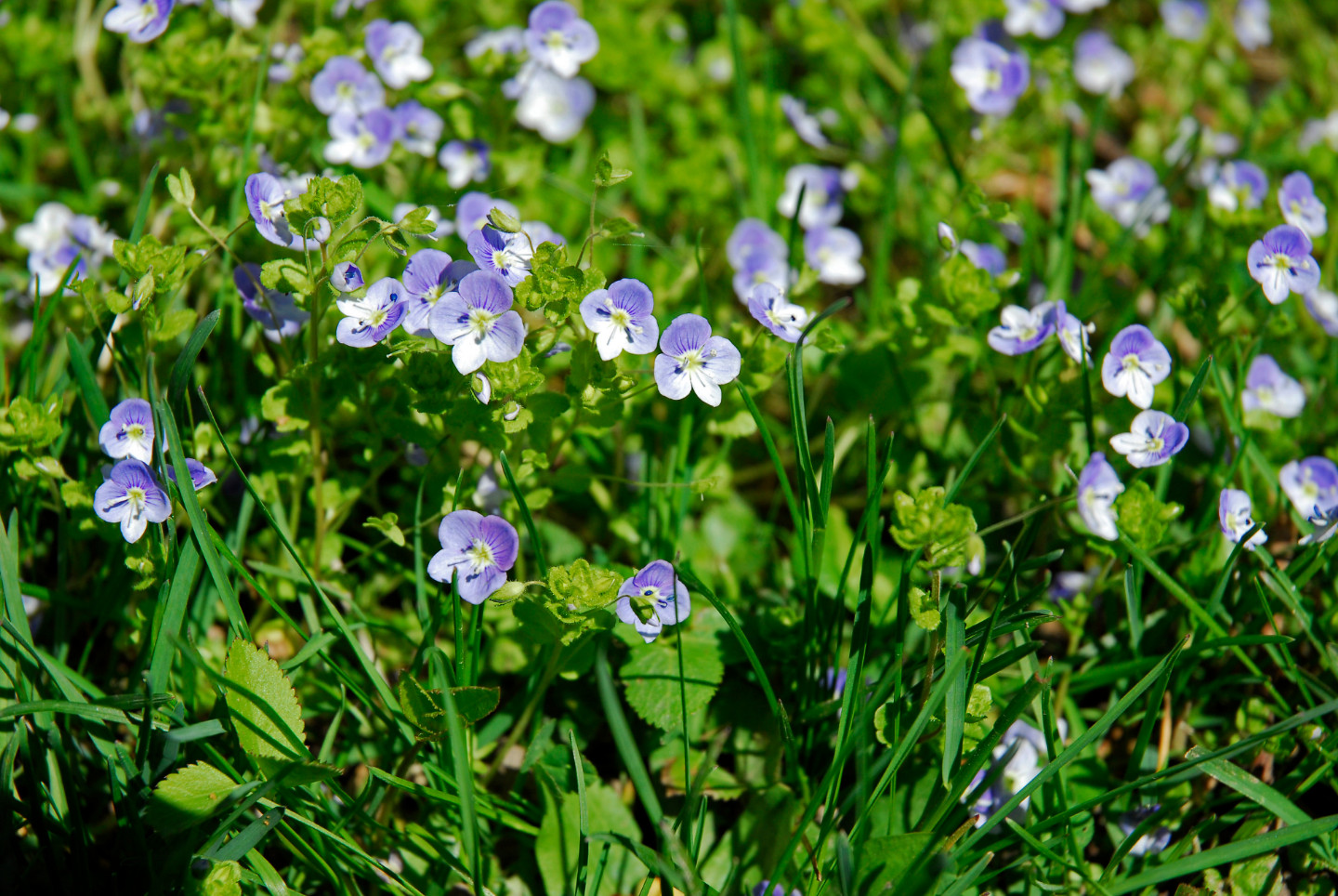 Slender Speedwell | Cornell Botanic Gardens