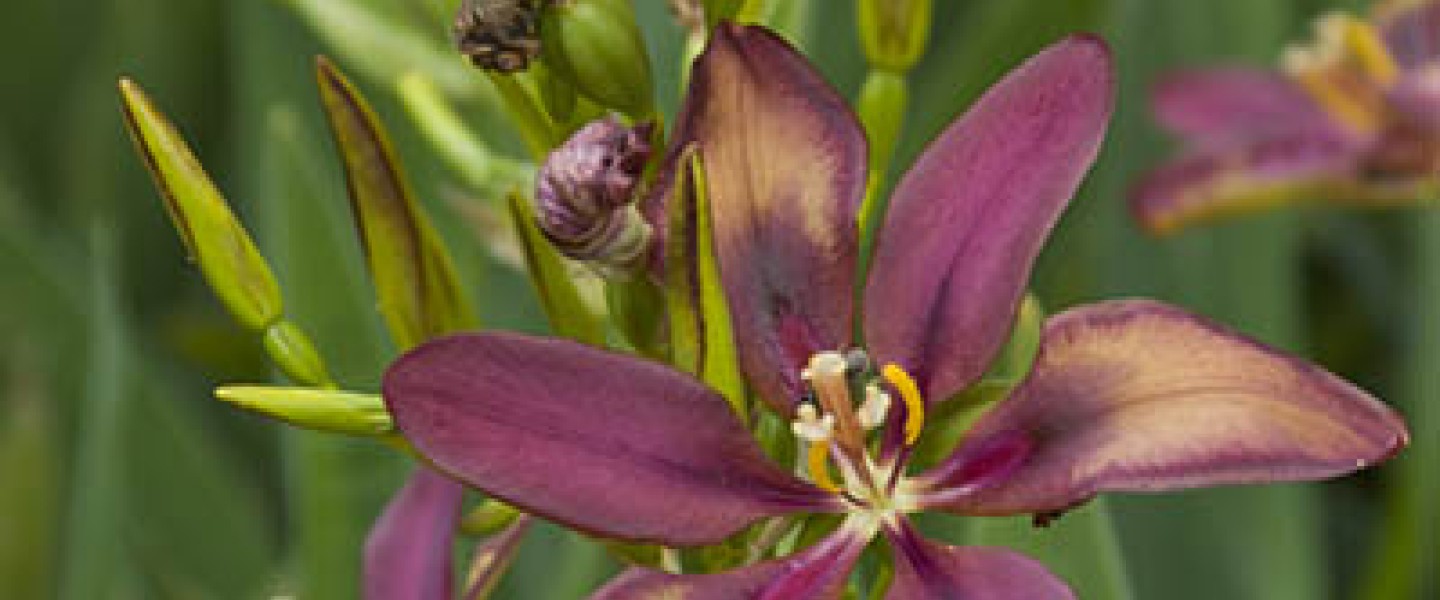 Candy Lily | Cornell Botanic Gardens