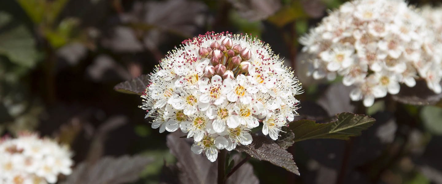 Common Ninebark | Cornell Botanic Gardens