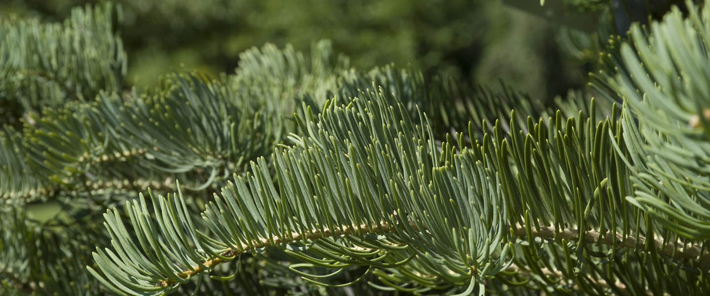White Fir | Cornell Botanic Gardens
