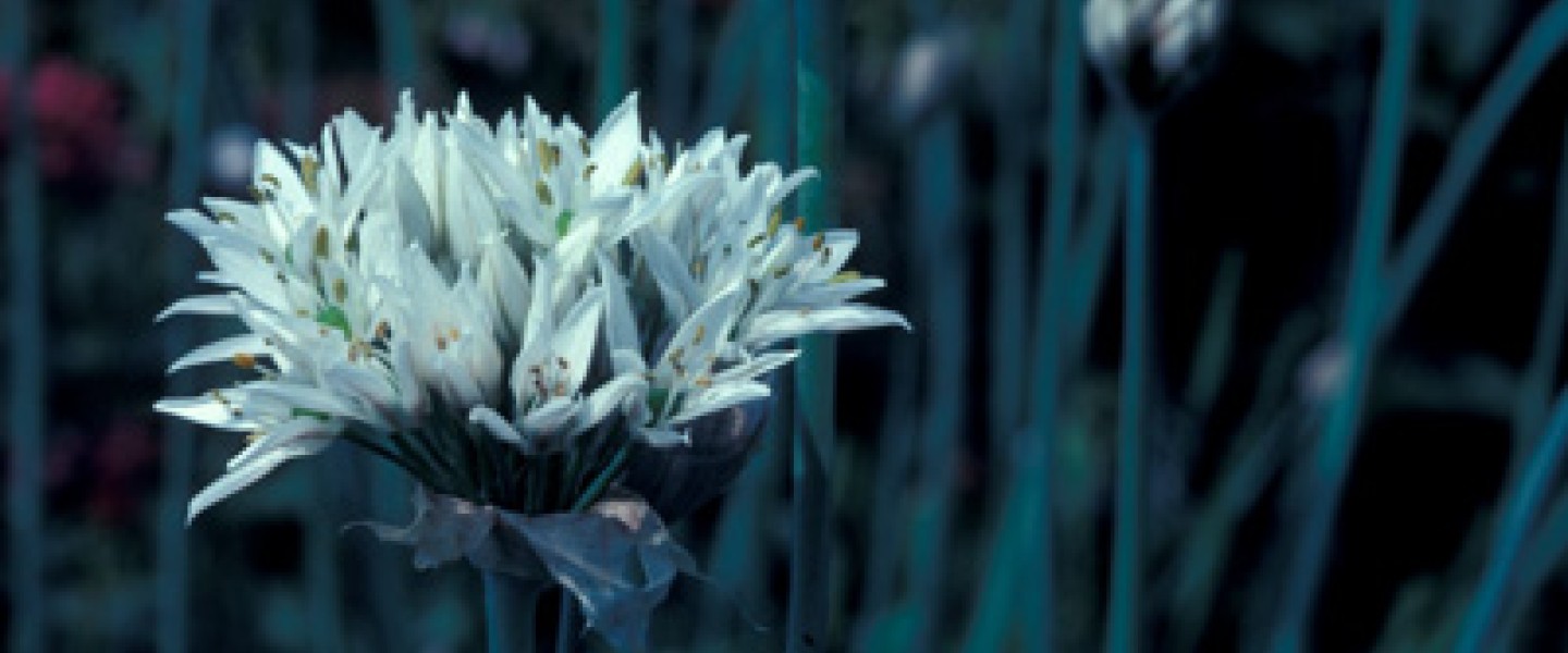 Flowering Chinese Chives | Cornell Botanic Gardens