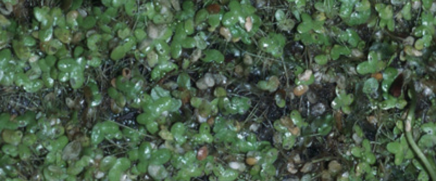 Common Duckweed | Cornell Botanic Gardens