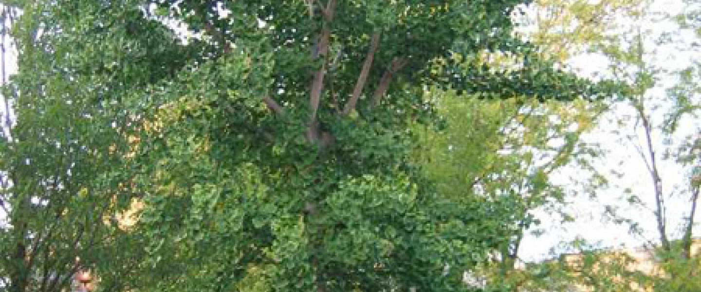 Columnar Maidenhair Tree | Cornell Botanic Gardens