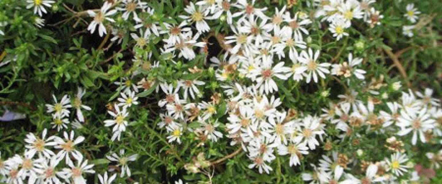 Dwarf Heath Aster | Cornell Botanic Gardens