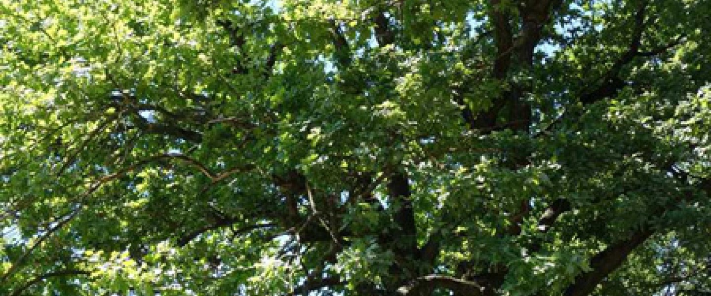 Turkey Oak | Cornell Botanic Gardens
