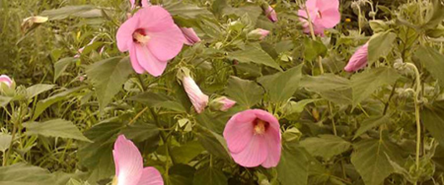 Common Rose Mallow | Cornell Botanic Gardens
