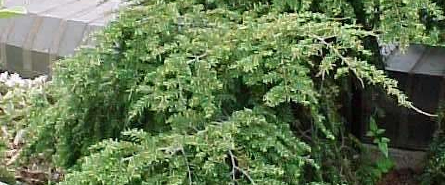 Weeping Hemlock | Cornell Botanic Gardens