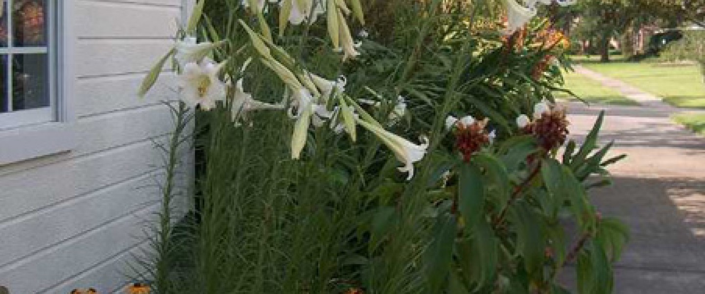 Formosa Lily | Cornell Botanic Gardens
