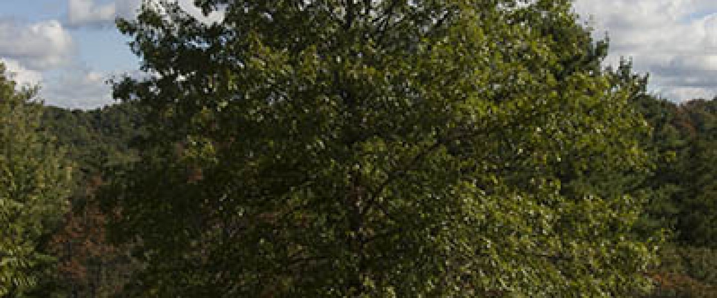 Pin Oak | Cornell Botanic Gardens