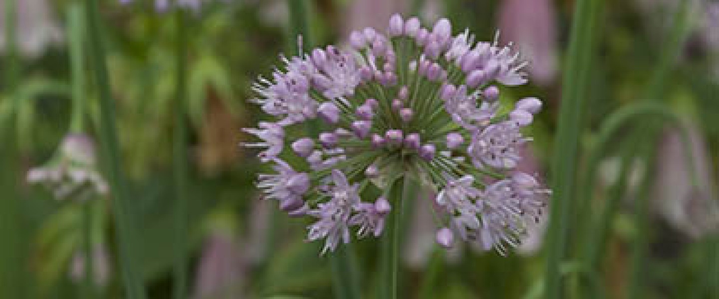 Ornamental Onion | Cornell Botanic Gardens