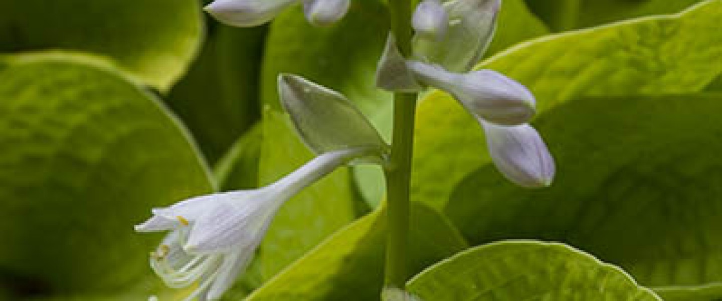 Plantain Lily | Cornell Botanic Gardens
