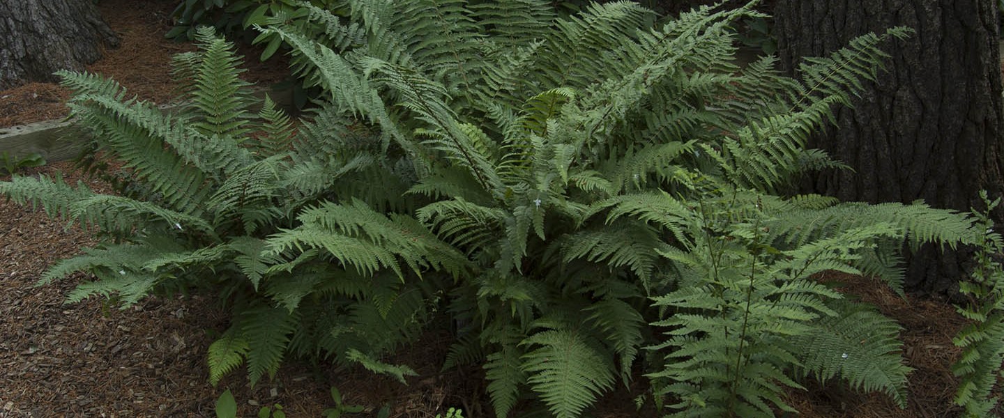Log Fern | Cornell Botanic Gardens