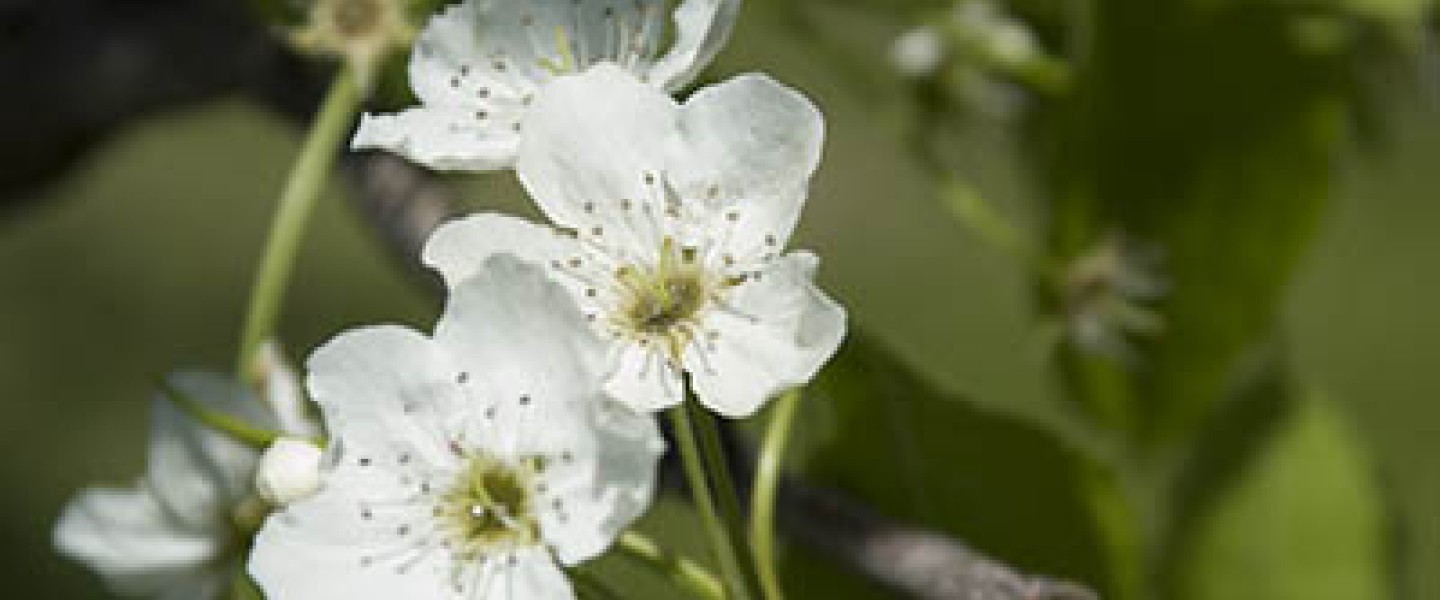 Callery Pear | Cornell Botanic Gardens