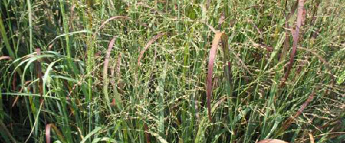 Switch Grass | Cornell Botanic Gardens