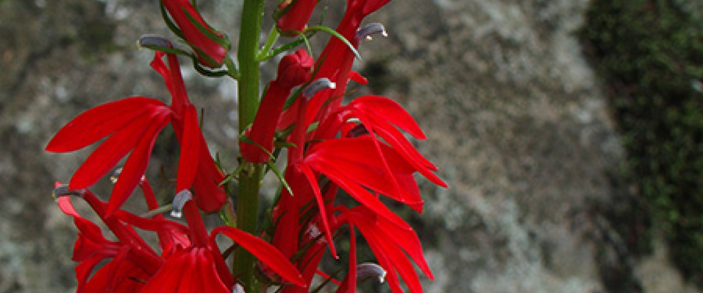 Cardinal Flower | Cornell Botanic Gardens
