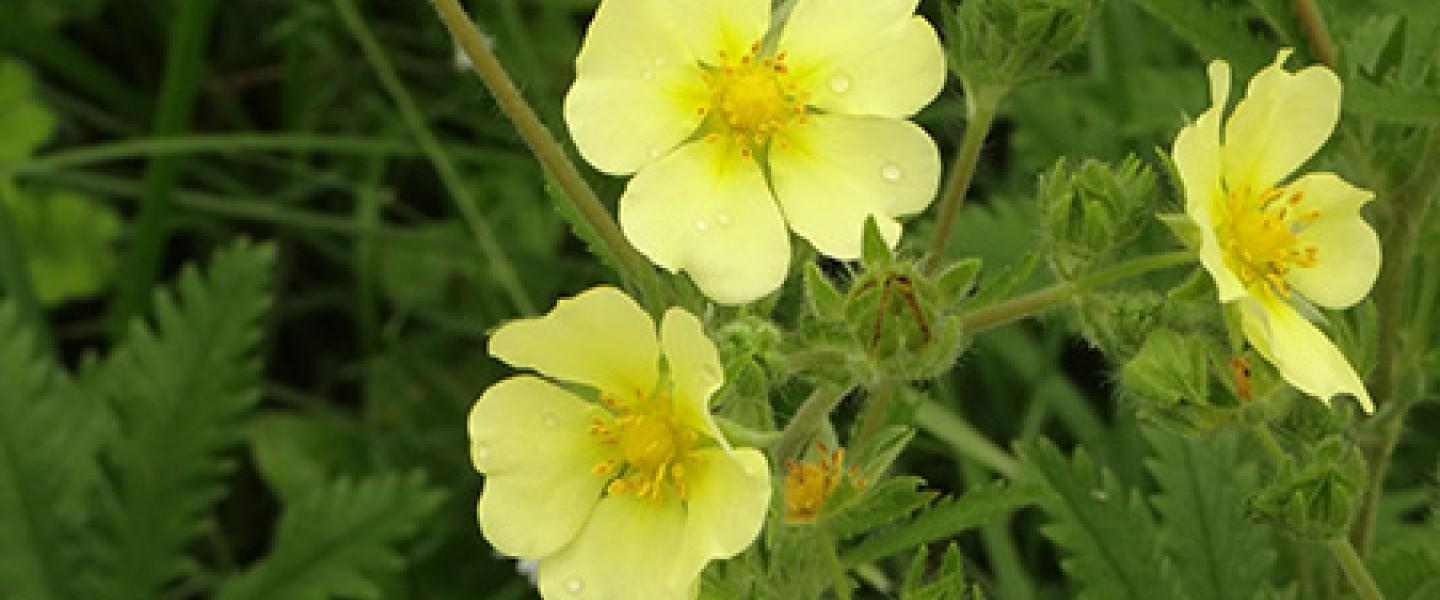 Sulfur Cinquefoil | Cornell Botanic Gardens